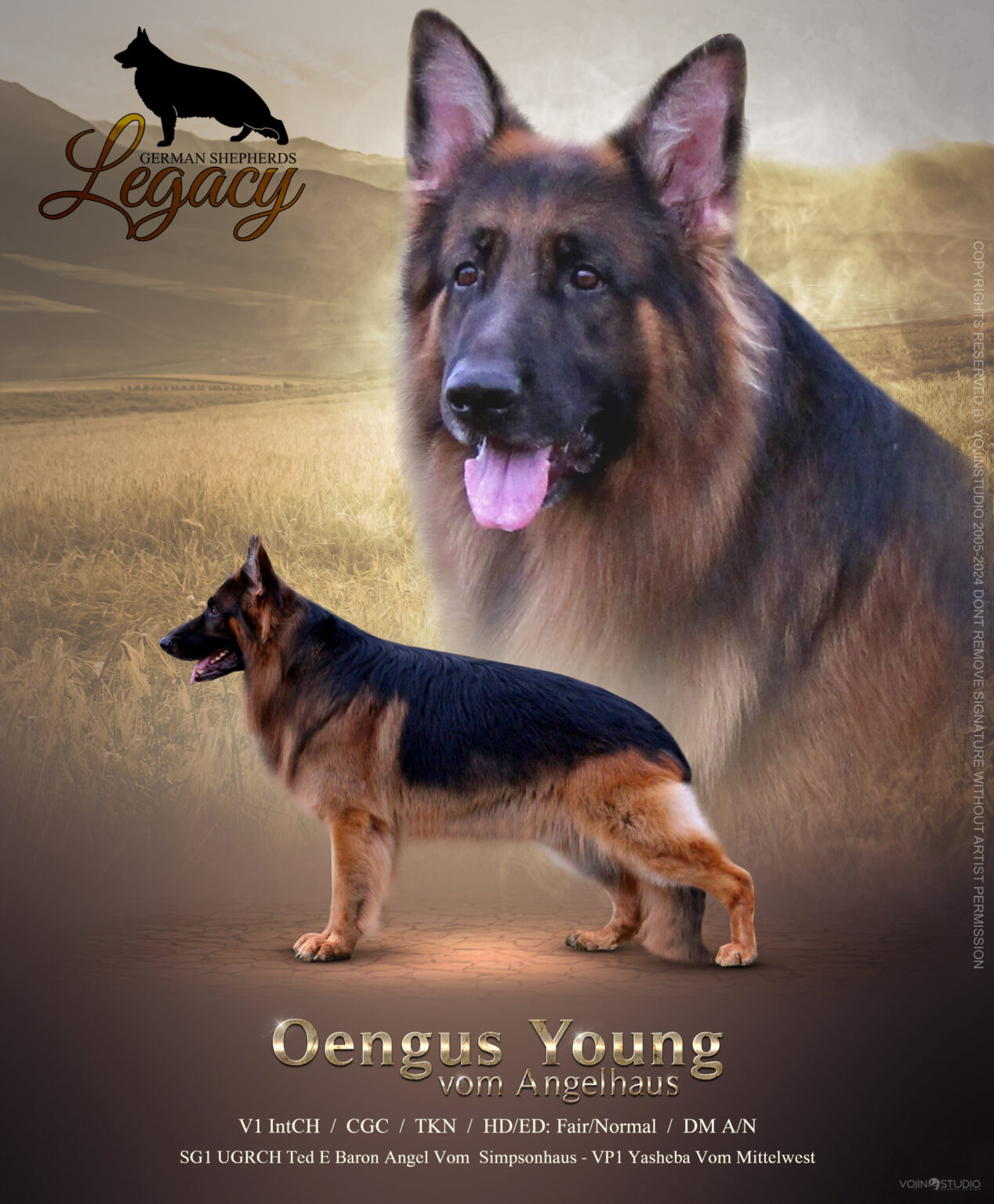Our Males - Legacy German Shepherds